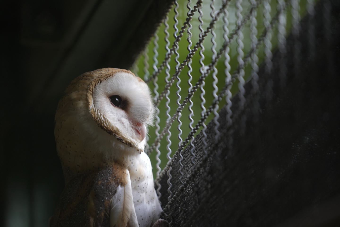 Five Animals That Behave Differently in Moonlight | RealClearScience