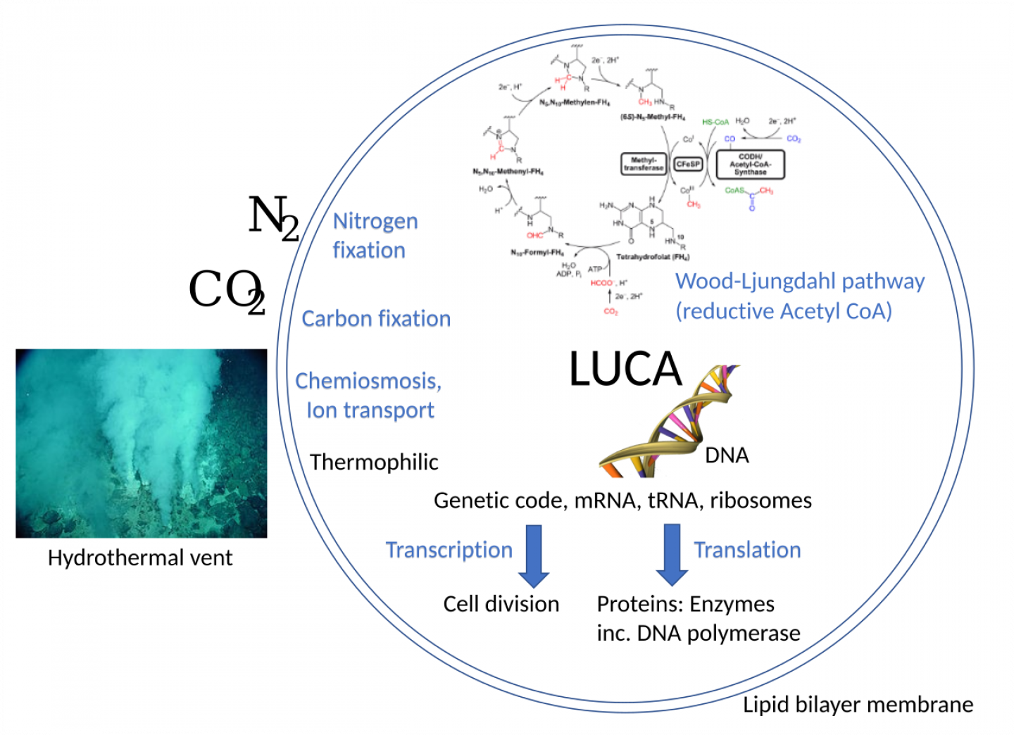 Life's Last Universal Common Ancestor Comes Into View | RealClearScience