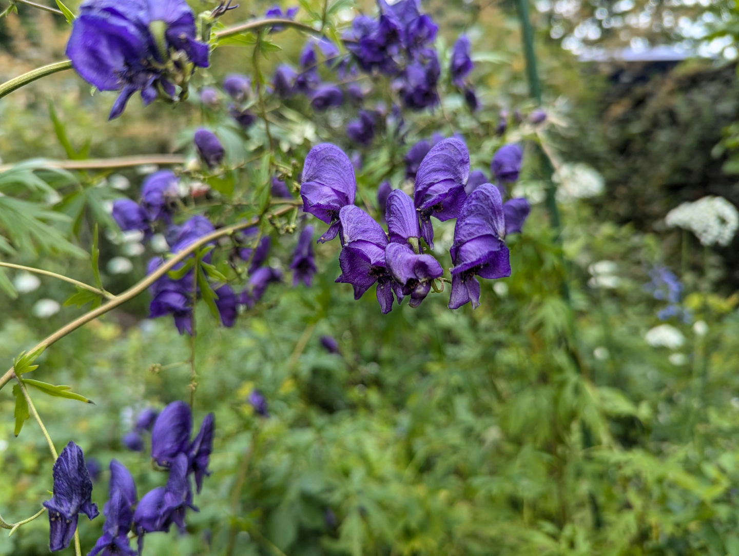 The Long, Dark History of Wolfsbane | RealClearScience