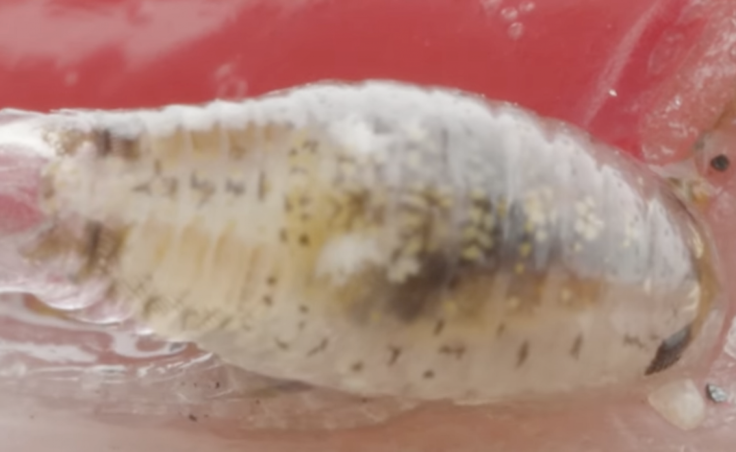 Beware of Flesh-Eating Sand Piranhas at the Beach | RealClearScience