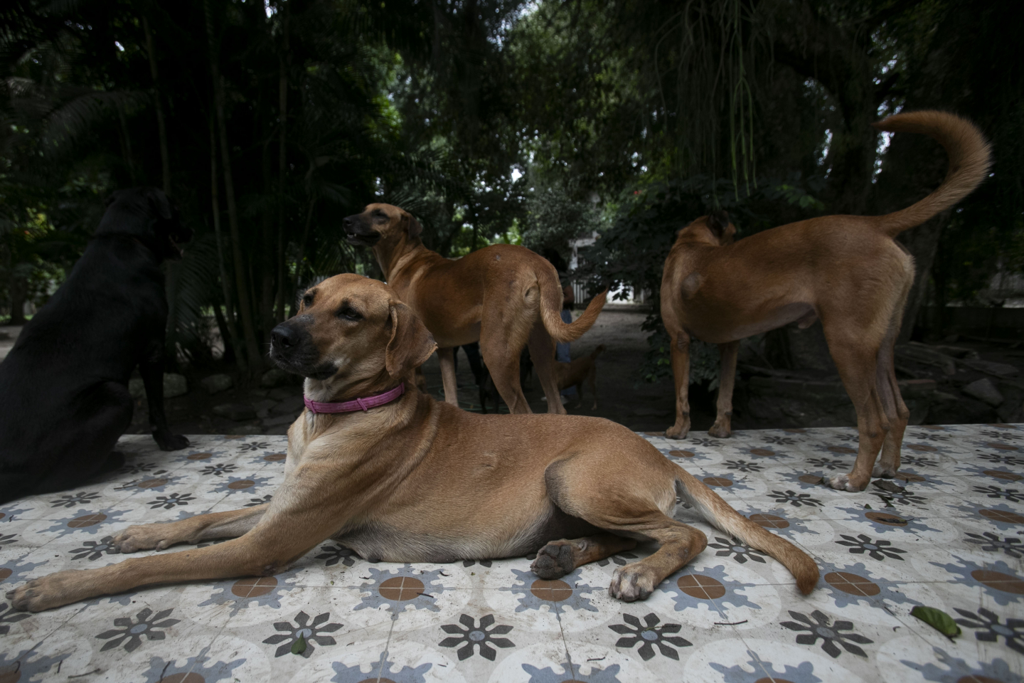 Longevity Drugs for Dogs Could Also Extend Human Life | RealClearScience
