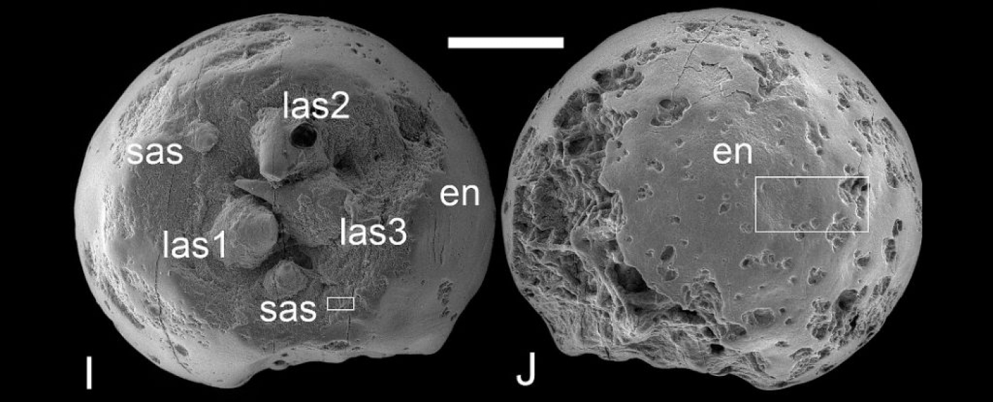 Fossilized Embryos Reveal Stunning Details of Ancient Life ...
