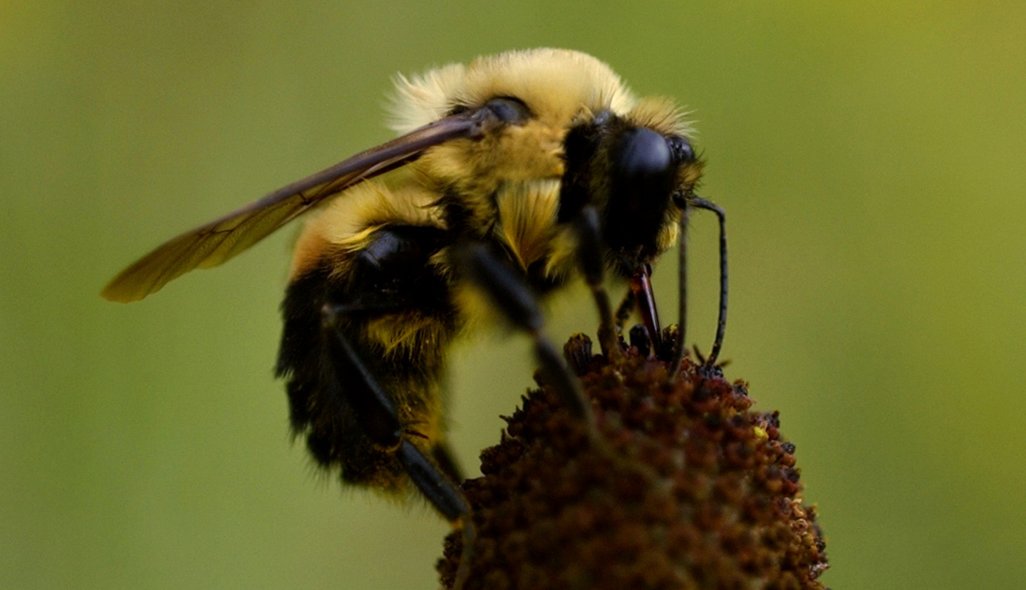 How Bumblebee Queens Can Survive Underwater for Days | RealClearScience