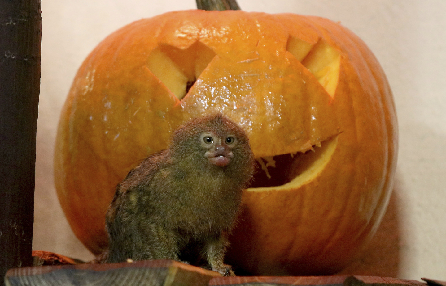 Meet the World's Smallest Monkey | RealClearScience