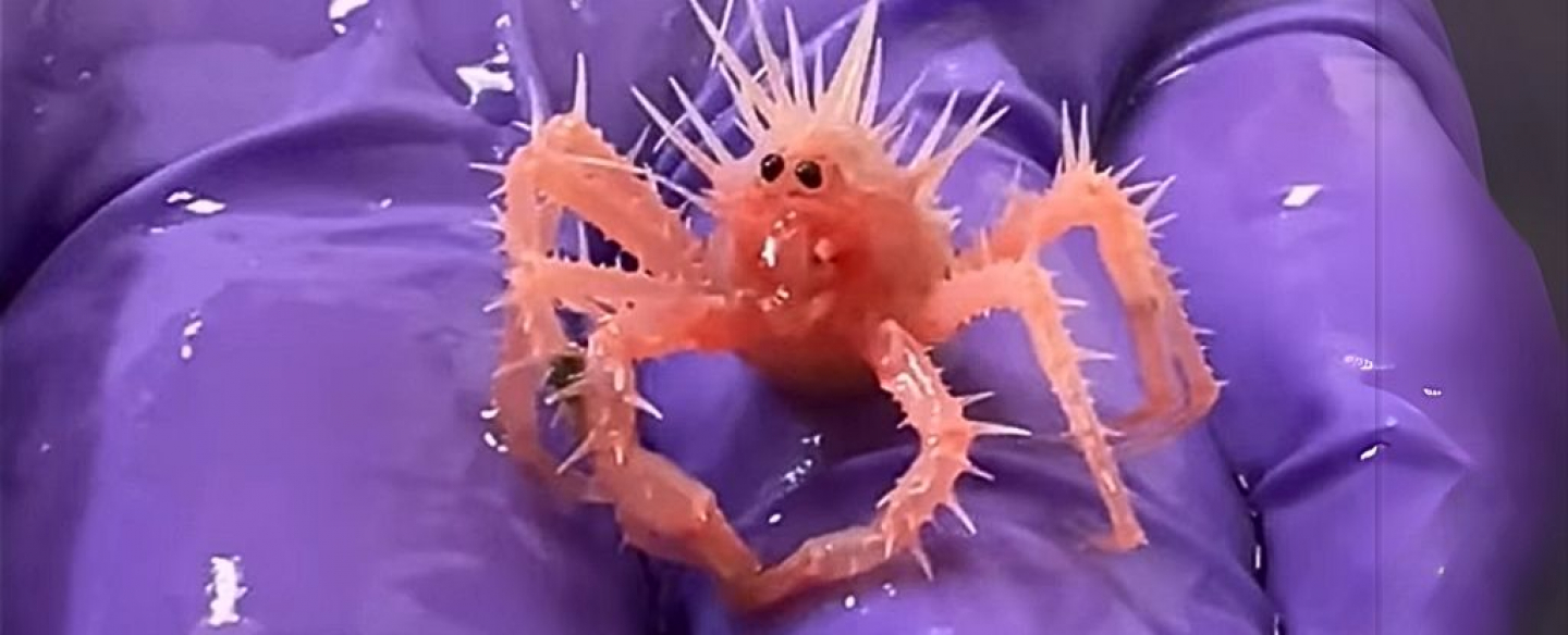 Baby Crab Stuns the World With Cuteness | RealClearScience