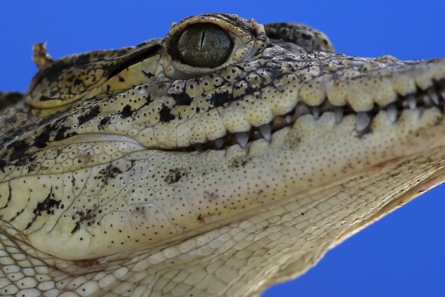 Researchers Identify Two New Crocodile Species | RealClearScience