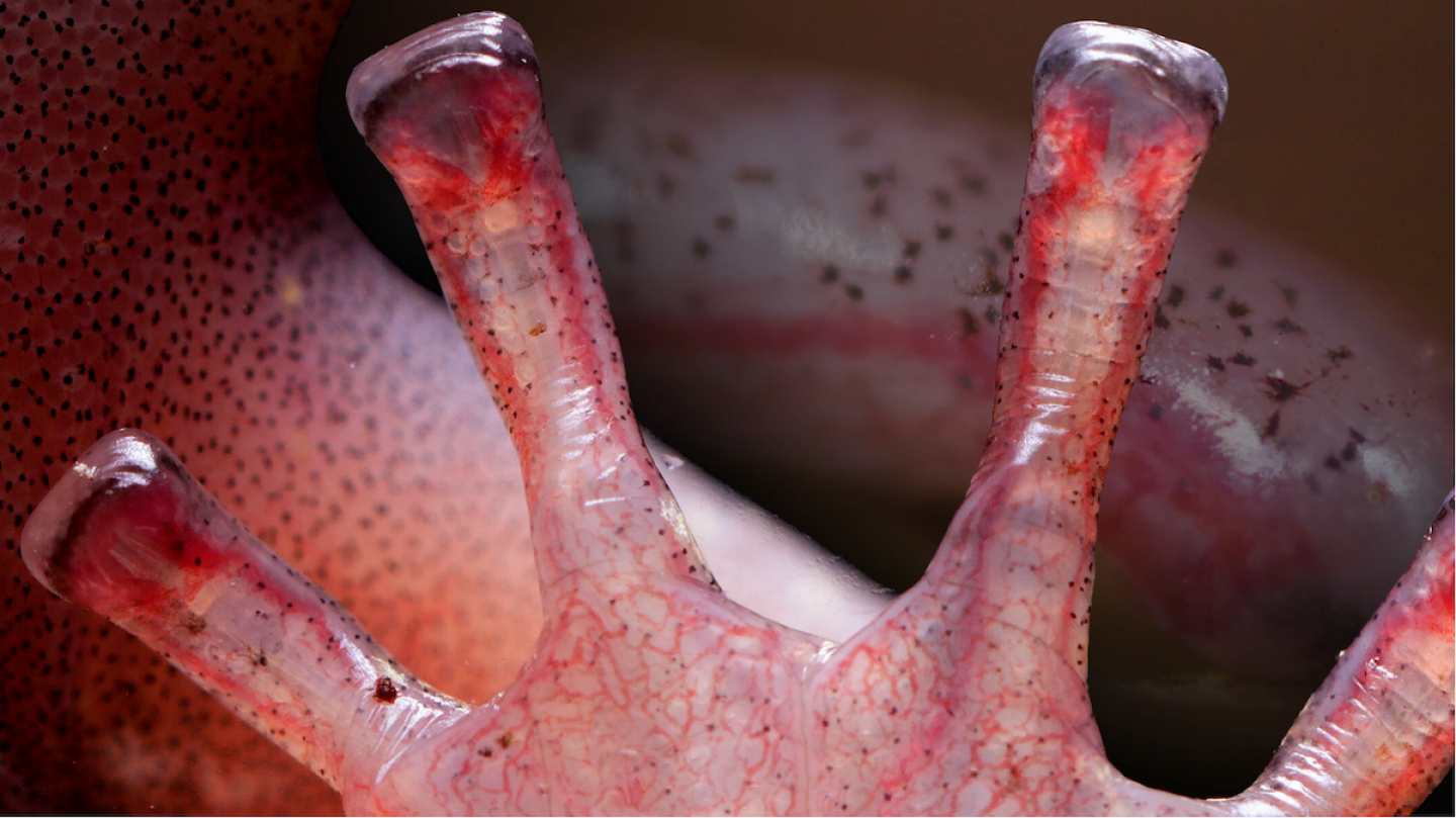 Wandering Salamanders Have Blood-Powered Toes | RealClearScience