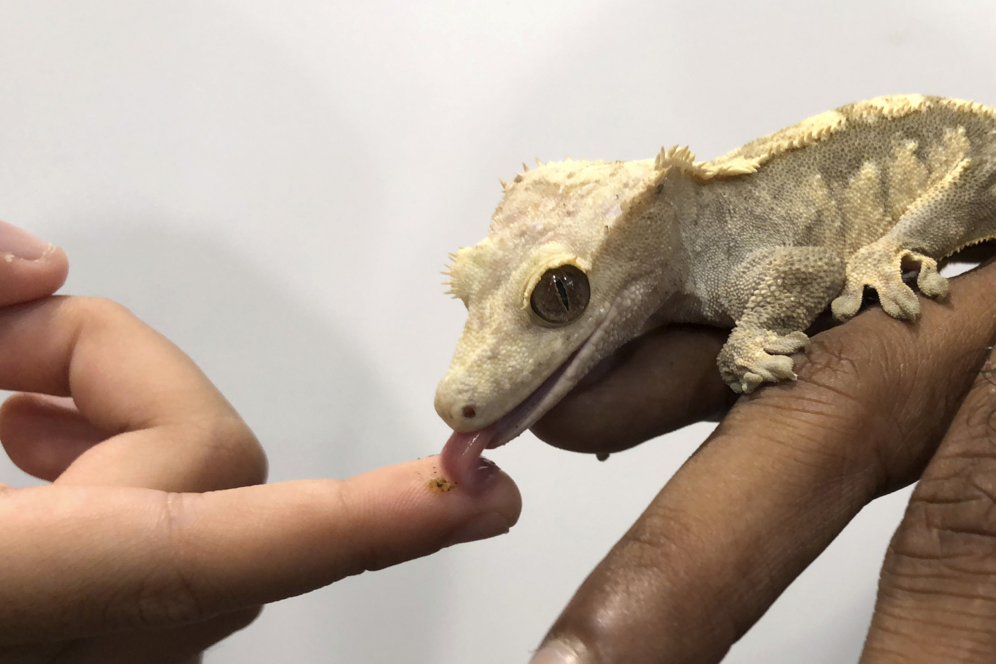 Gecko Footpads Inspire Polymer That Sticks to Ice | RealClearScience