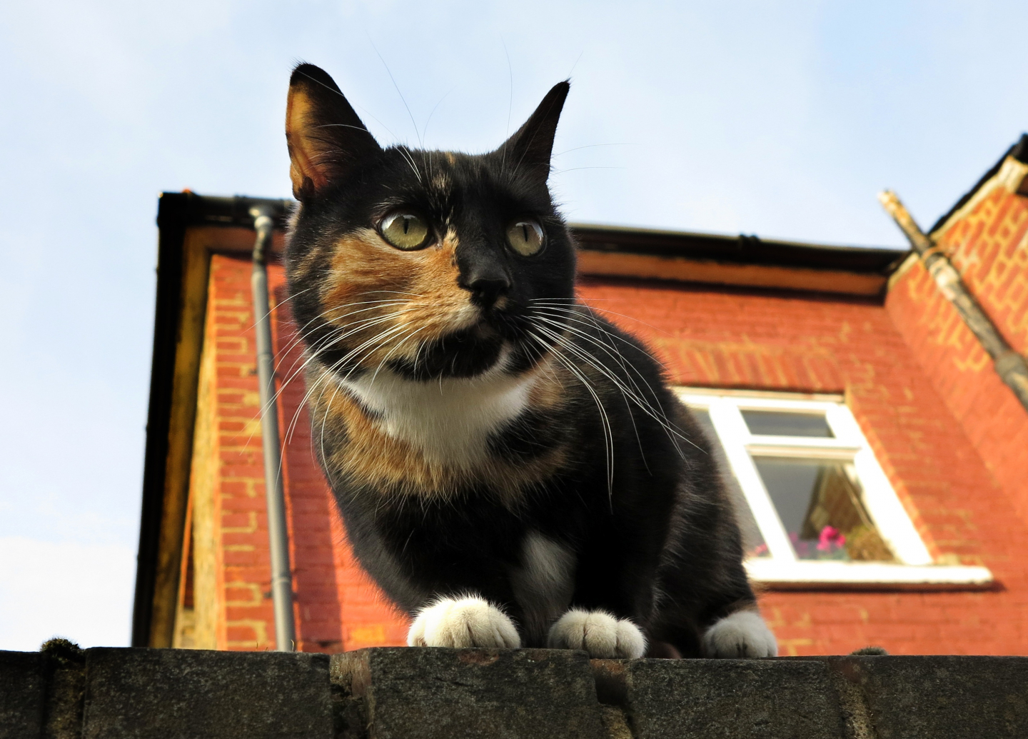 House Cats With Bird Flu Could Pose a Risk to Public Health ...