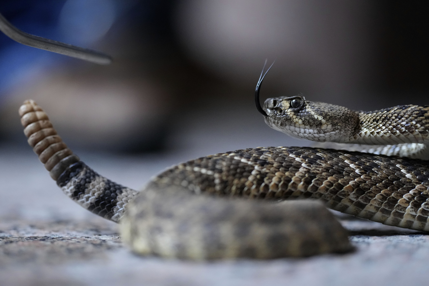 Snake Cannibalism Far More Widespread Than Thought | RealClearScience