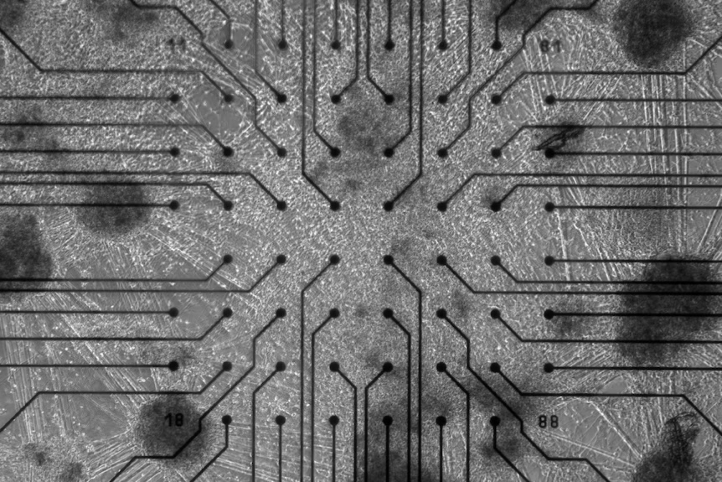 Startup Launches 'Biological Computer' of Human Brain Cells ...