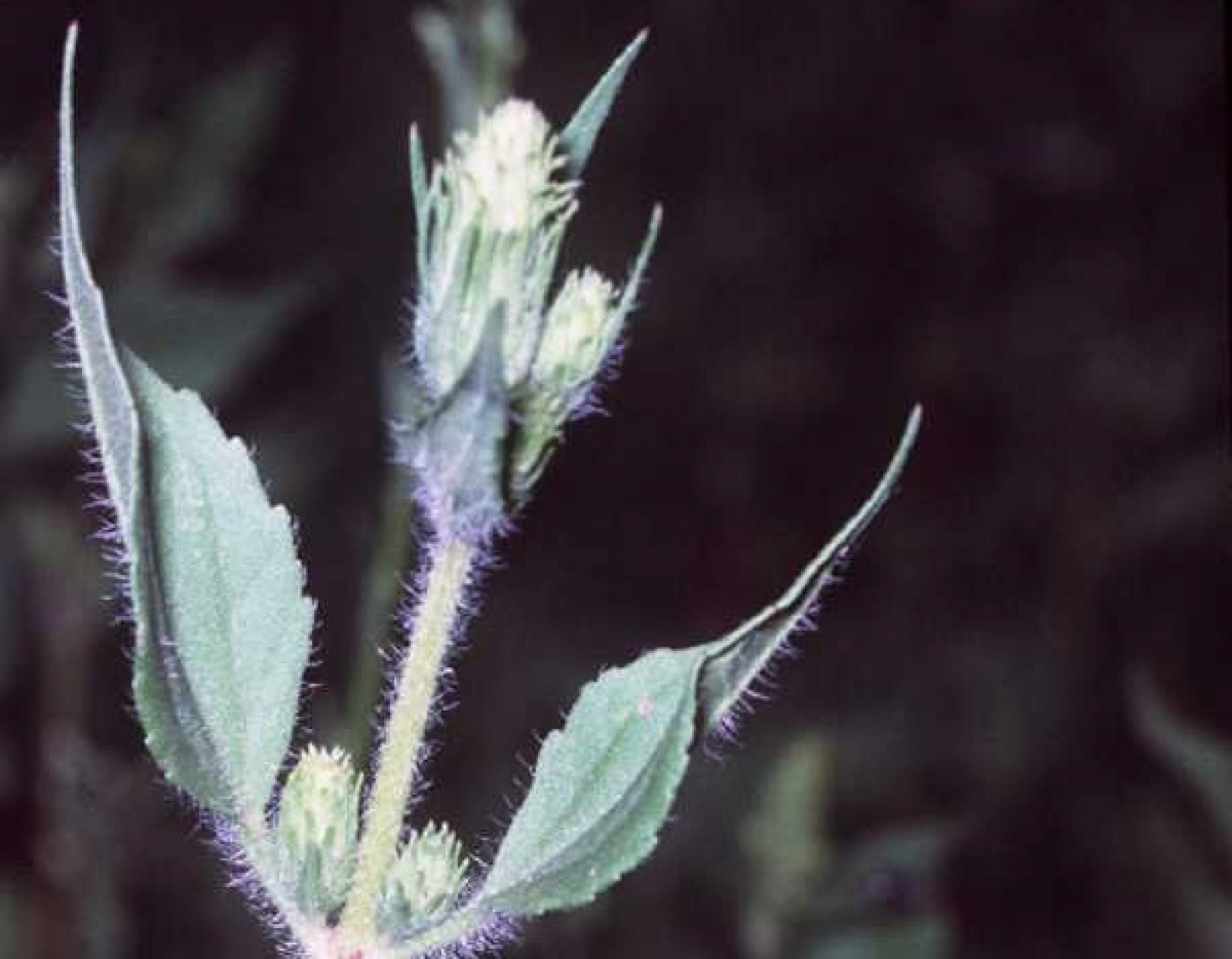 The Ancient Crops We've Forgotten How to Grow | RealClearScience