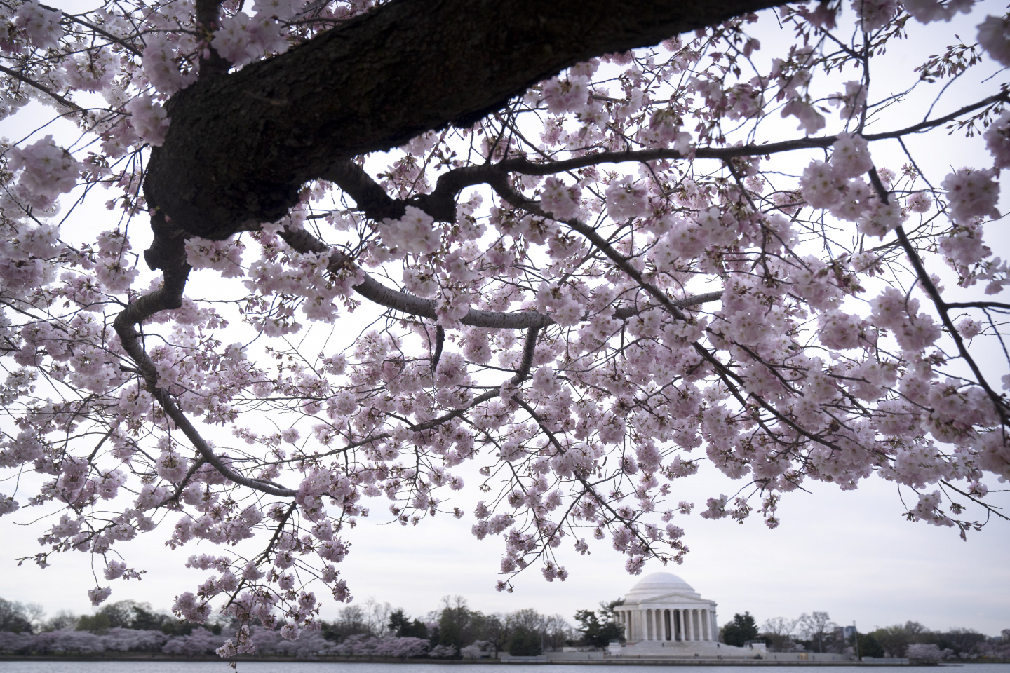 How Cherry Blossoms Came to the United States | RealClearHistory