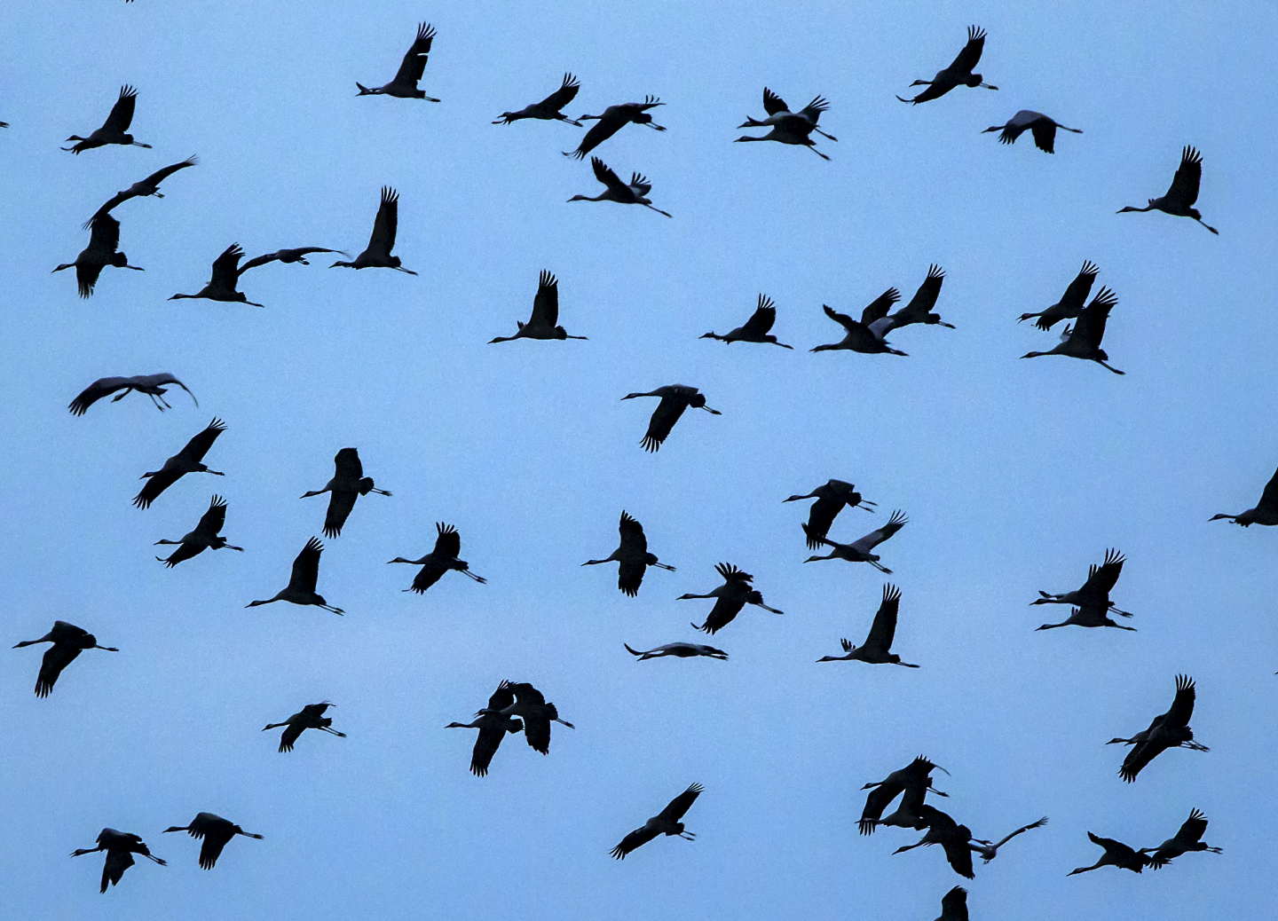 How Migrating Birds Use Quantum Mechanics | RealClearScience