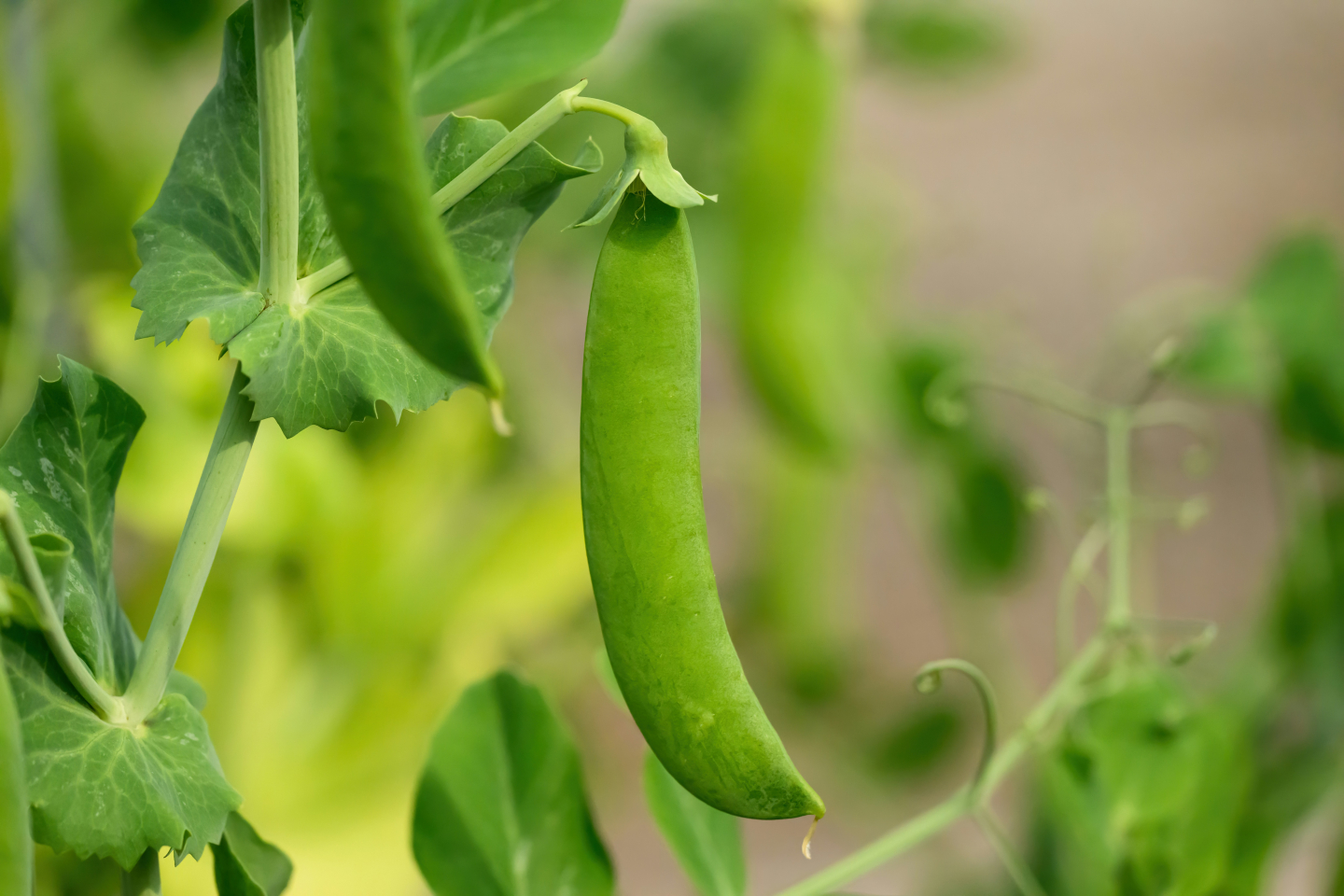 How Determinism Creeps Into Biology Realclearscience