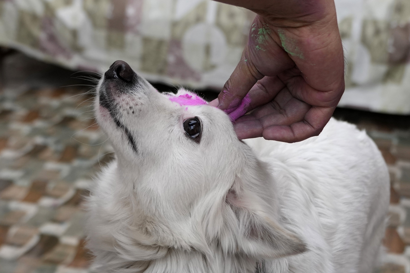 A Drug to Extend Dogs’ Lives May Be on the Horizon | RealClearScience