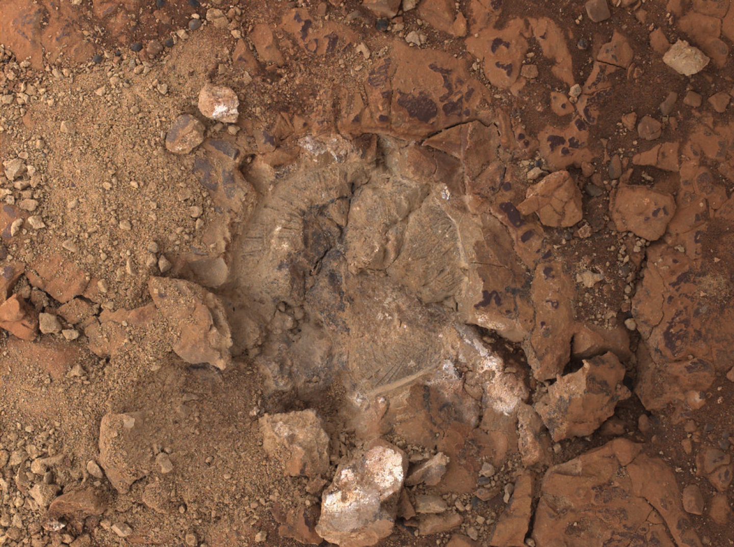 Perseverance Rover Hits Mars Rock 'Gold Mine' | RealClearScience