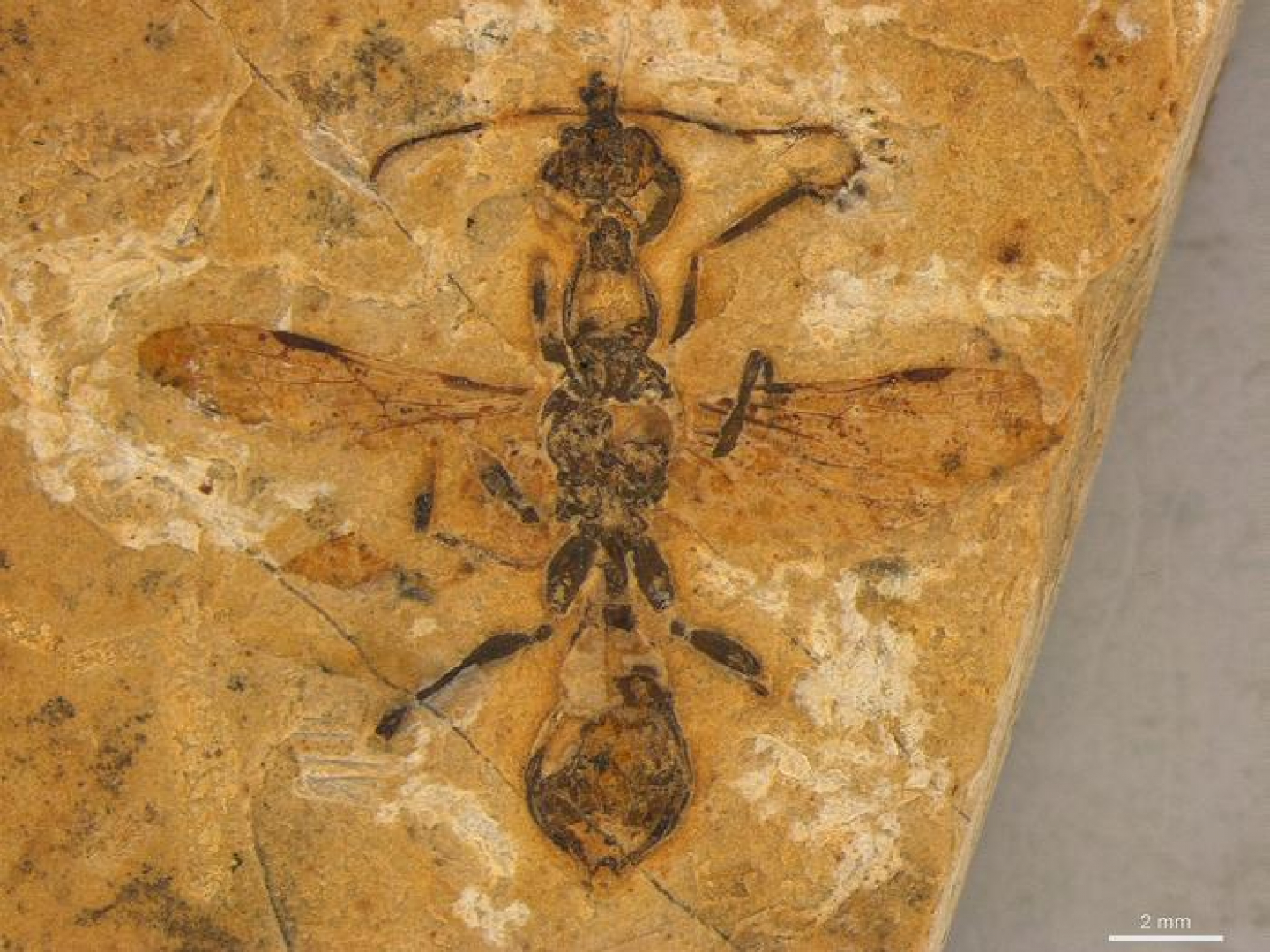 113-Million-Year-Old Ant Found Fossilized | RealClearScience