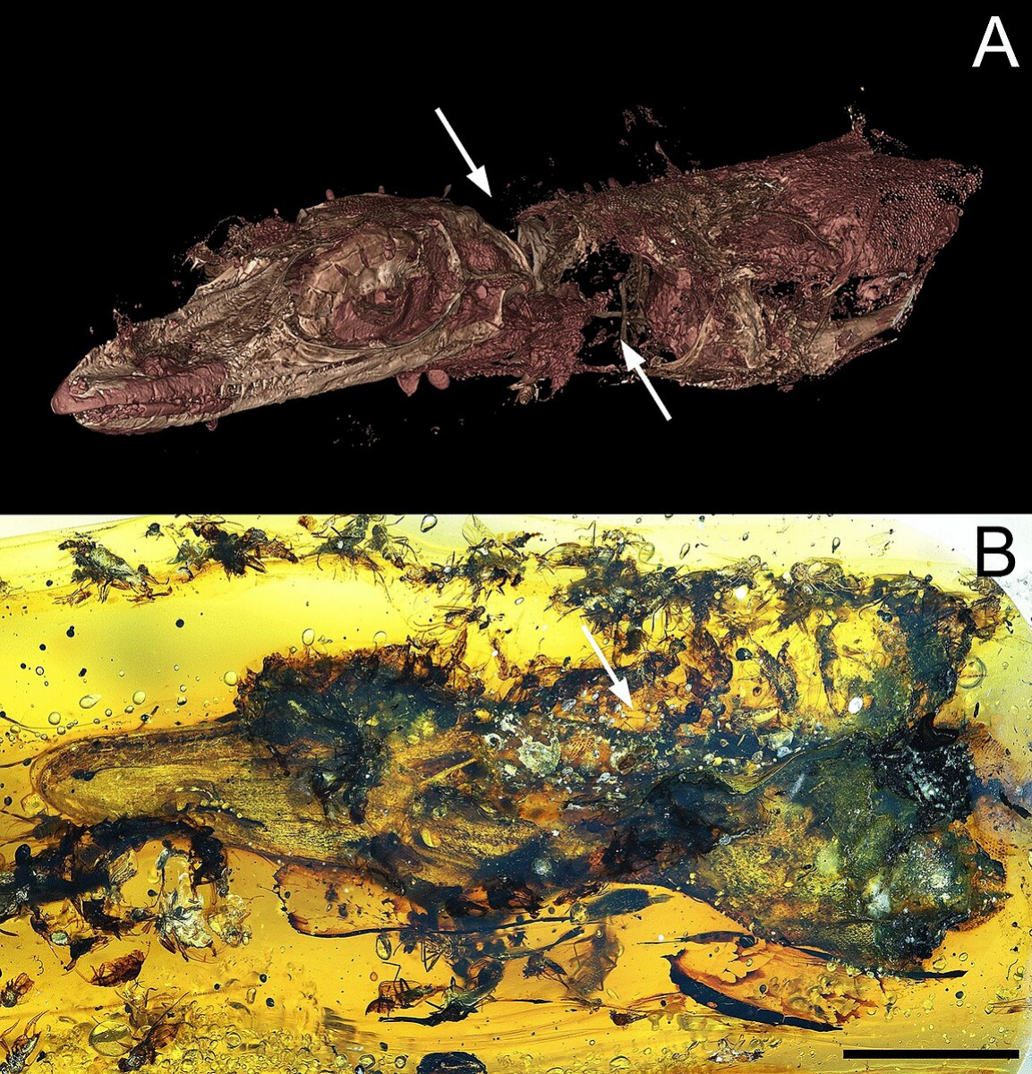 The 'Smallest Dinosaur Ever' Was Hummingbird-Sized | RealClearScience