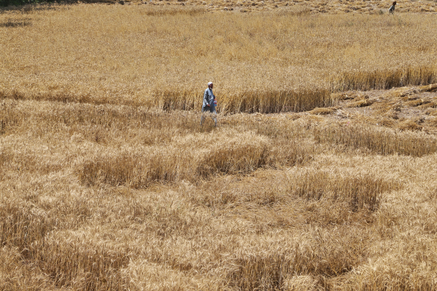 We Need More GM Crops in the Face of Climate Change | RealClearScience