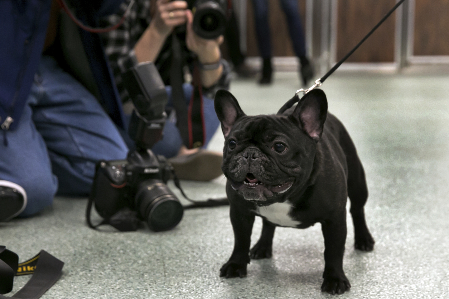 'Vulnerable' Dog Breeds Are Dying Out | RealClearScience