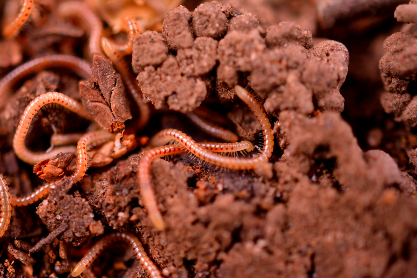 Worm-Inspired Treatments Inch Toward the Clinic | RealClearScience