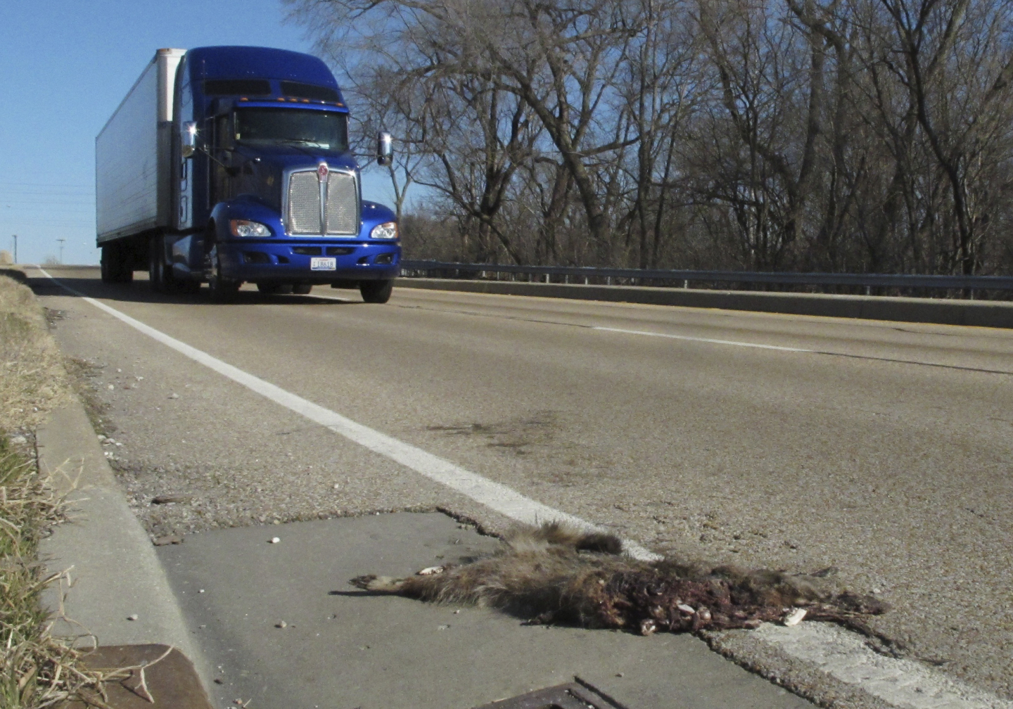Why You Should Care About Roadkill | RealClearScience