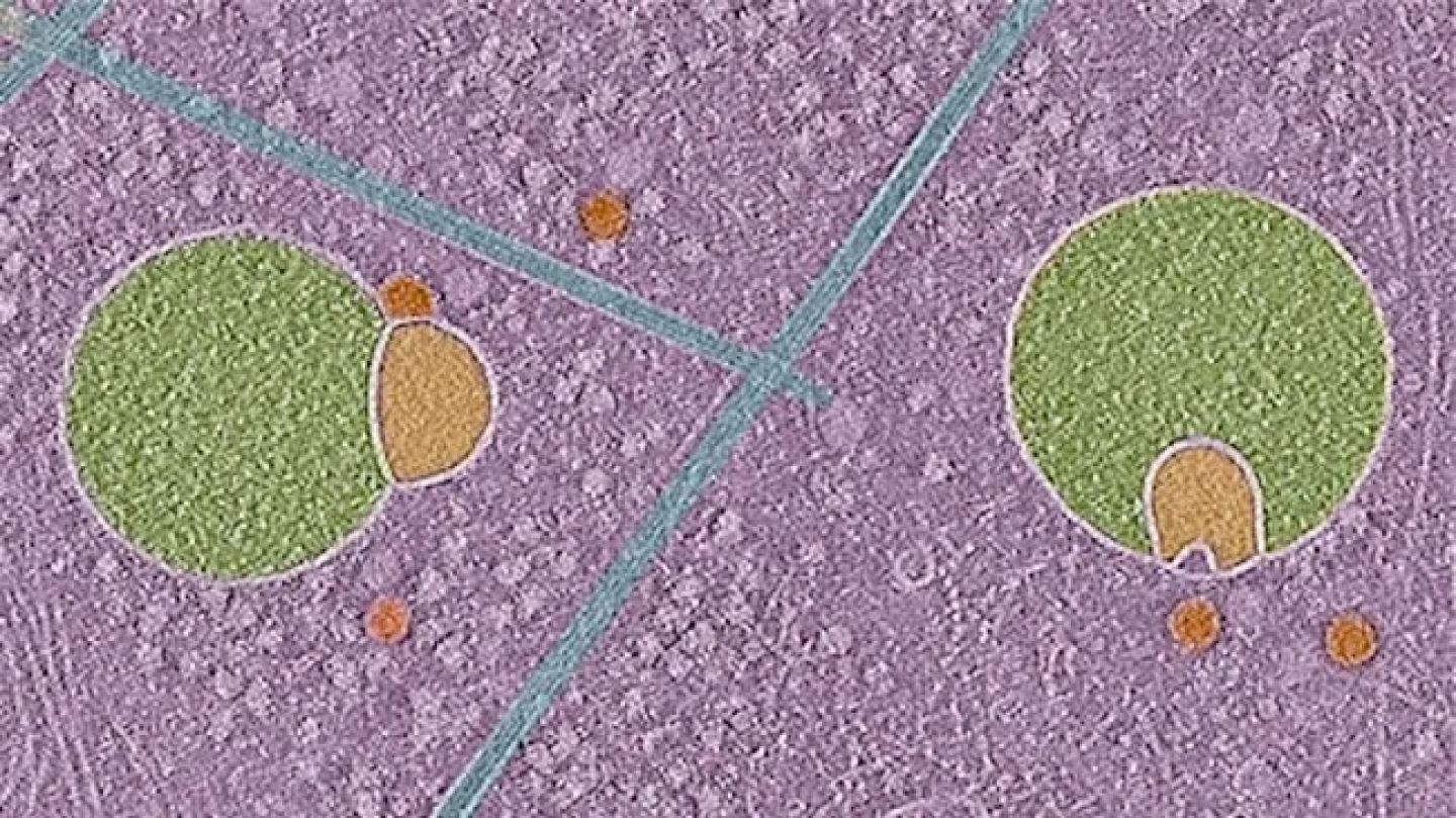 3D Images of Human Cells Reveal New Organelle | RealClearScience
