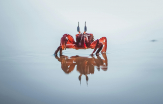Are Humans Destined to Become Crabs? | RealClearScience