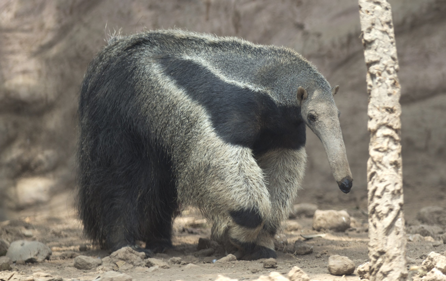 Mammals Evolved into Ant Eaters 12 Times Since Dinosaur Age ...