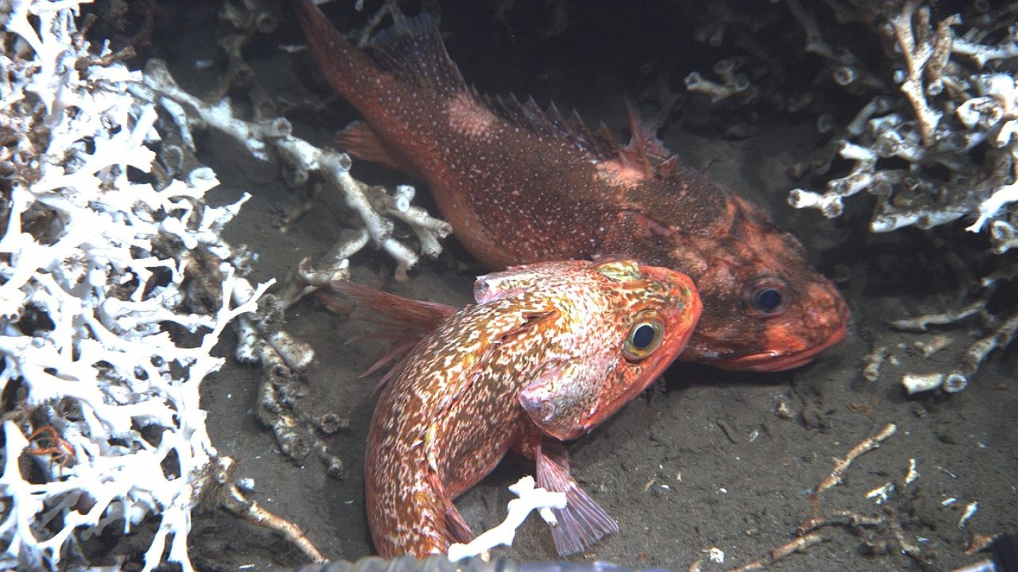 Deep-Sea Fish Play a Huge Role in Carbon Cycling | RealClearScience
