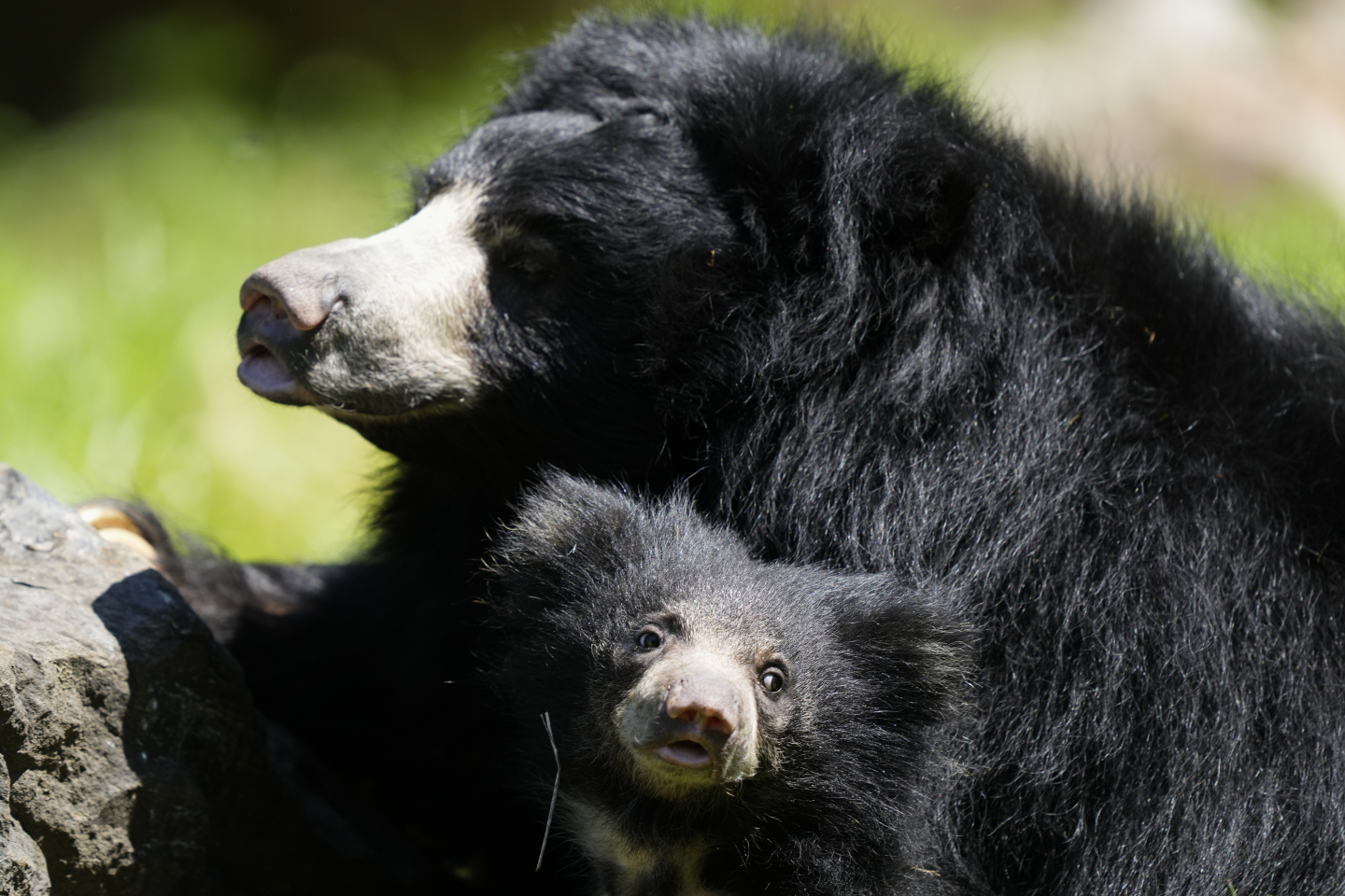 Living With the World's Deadliest Bear | RealClearScience