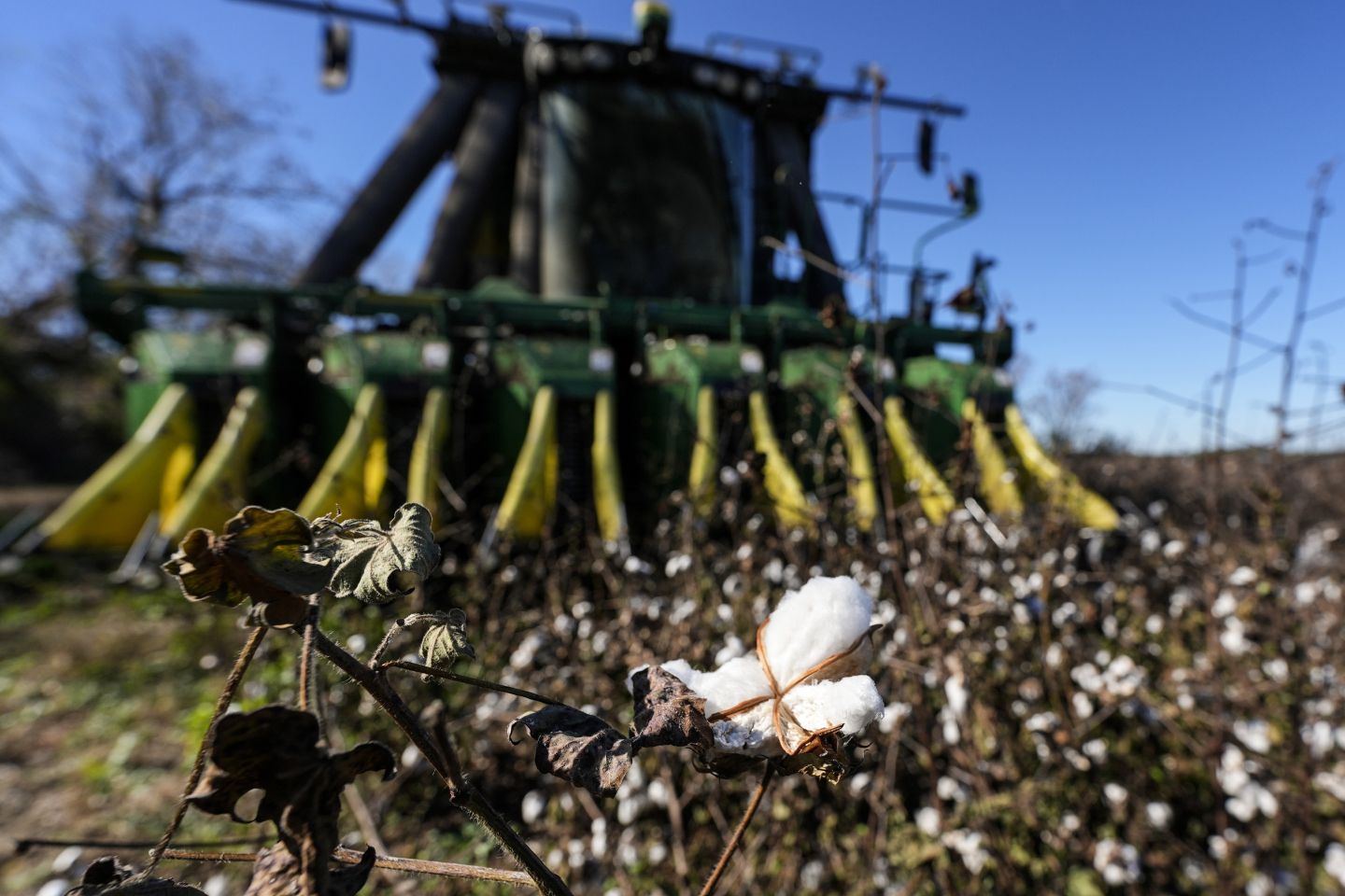 Biochar Yields a Triple Win for Cotton | RealClearScience