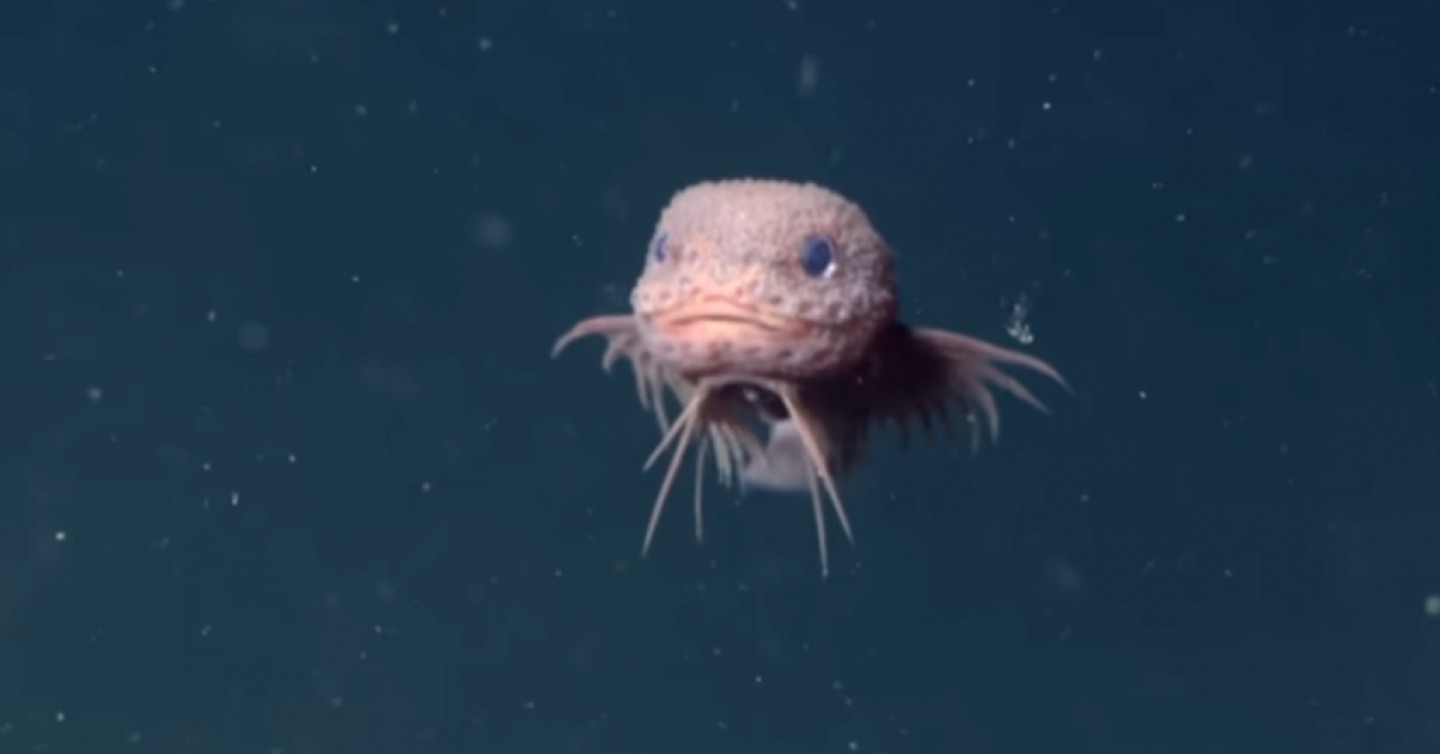 A New Deep Sea Fish Is Ridiculously Cute | RealClearScience
