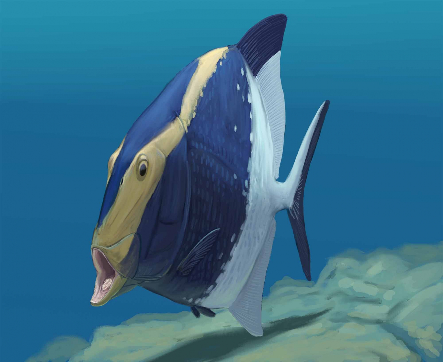 310-Million-Year-Old Fish Was First to Use a 'Tongue Bite ...
