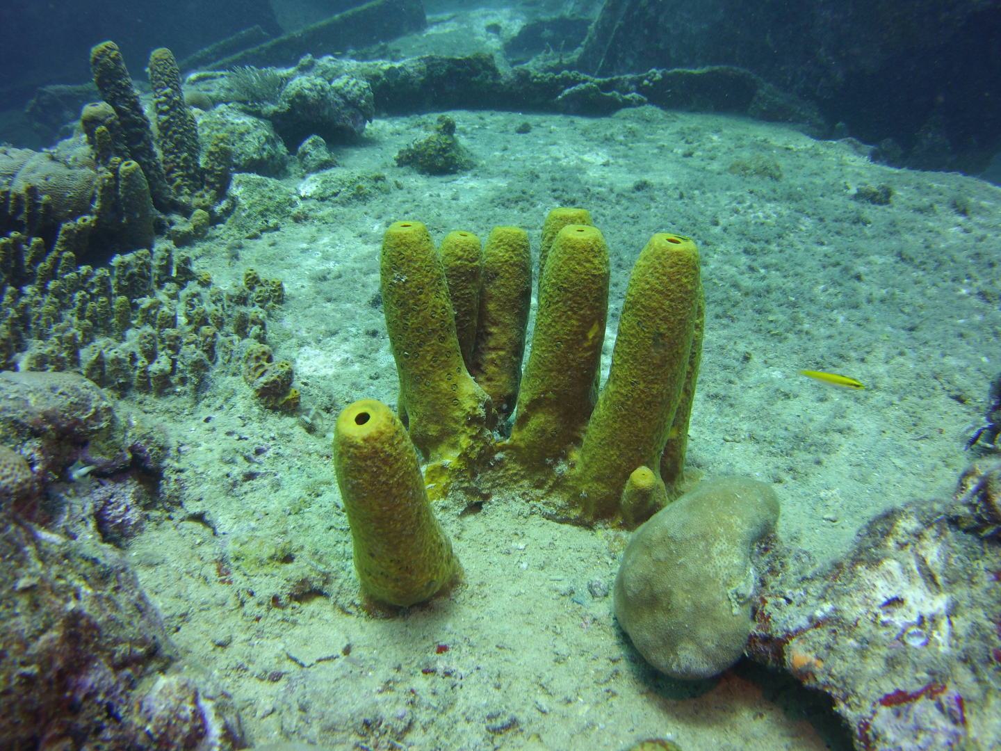 The First Animals on Earth May Have Been Sea Sponges | RealClearScience