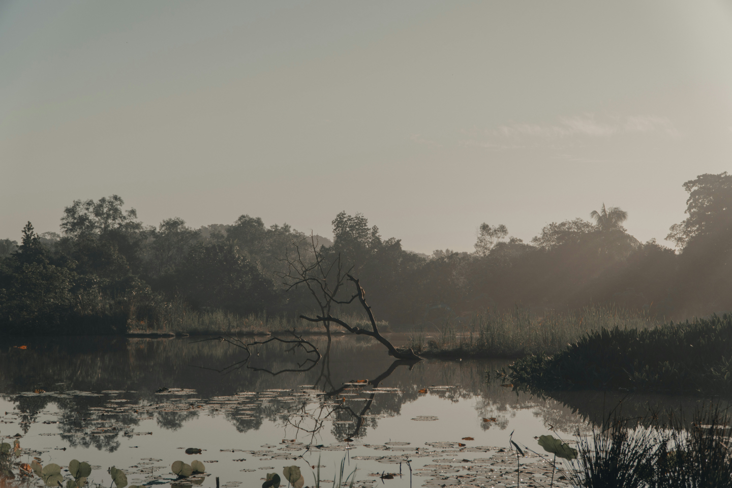Ghostly Swamp Lightning Explained | RealClearScience