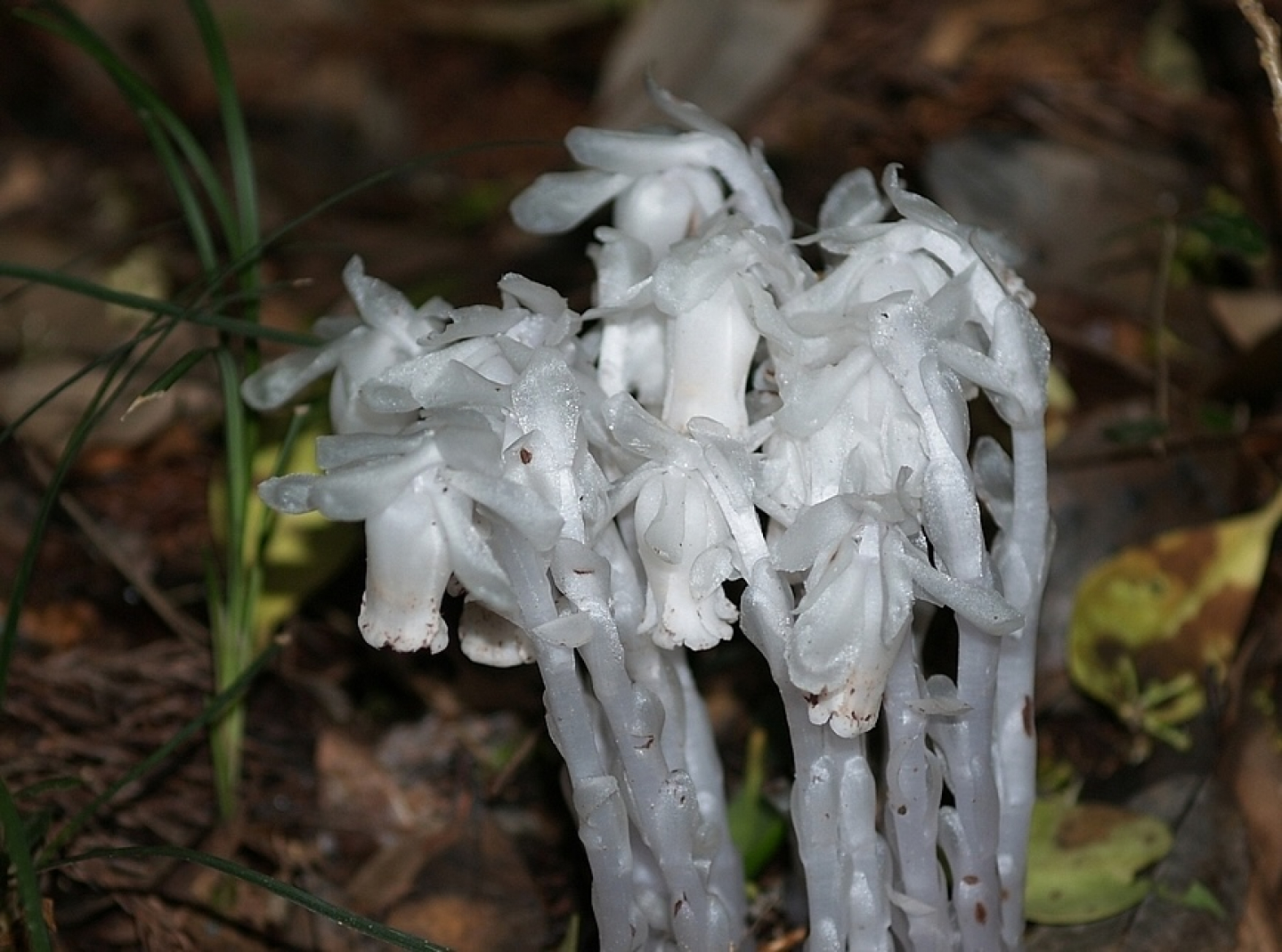 'Ghost Flowers' Thrive Without Photosynthesis | RealClearScience