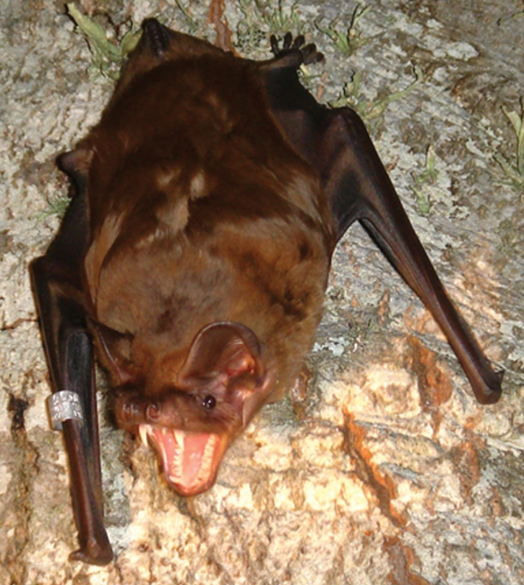 Bat Caught Hunting and Eating a Songbird Mid-Flight | RealClearScience