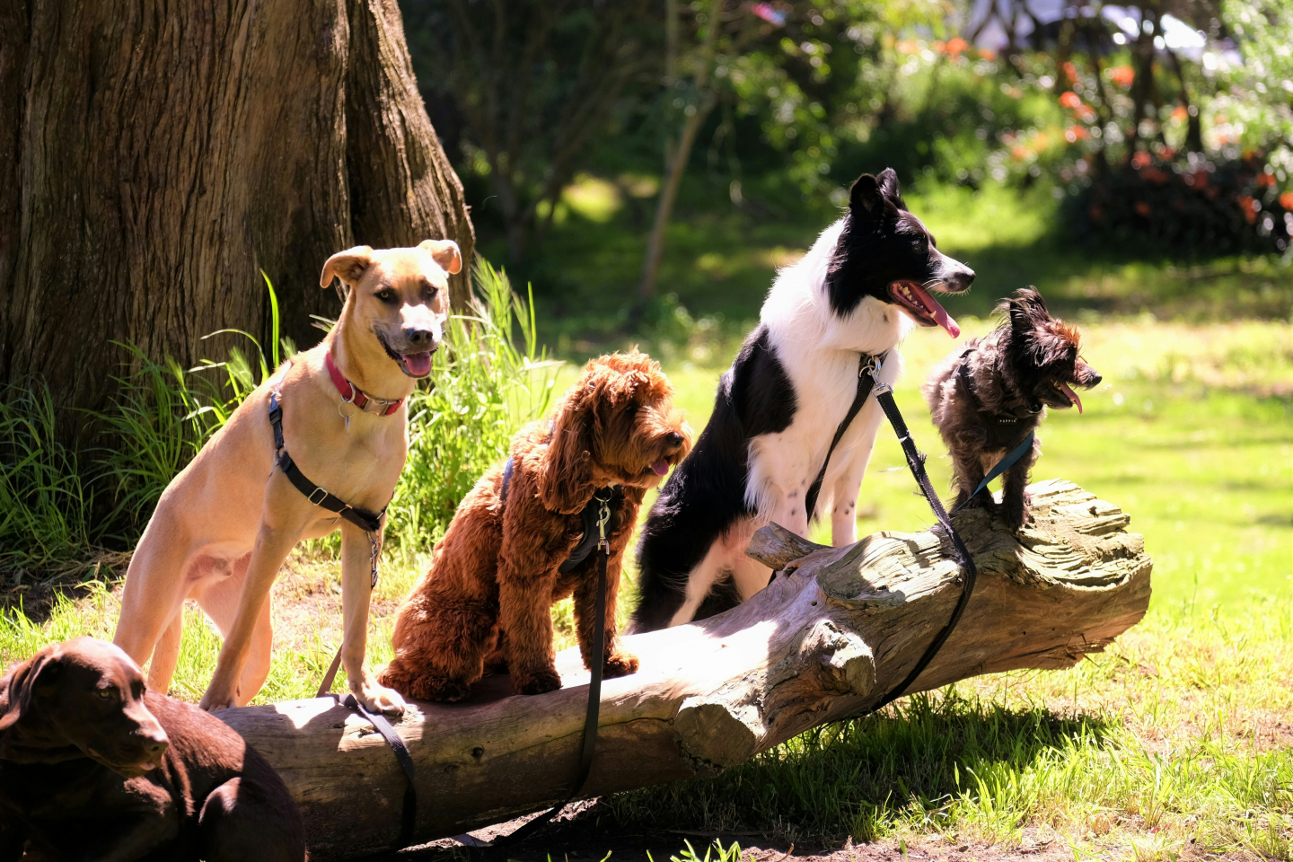 The Remarkable Diversity of Dogs Began 11,000 Years Ago | RealClearScience