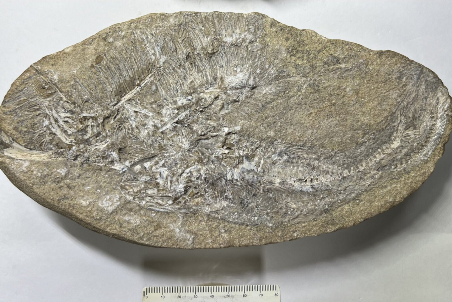 Fossilized Dinosaur Vomit Contains Pterosaur | RealClearScience