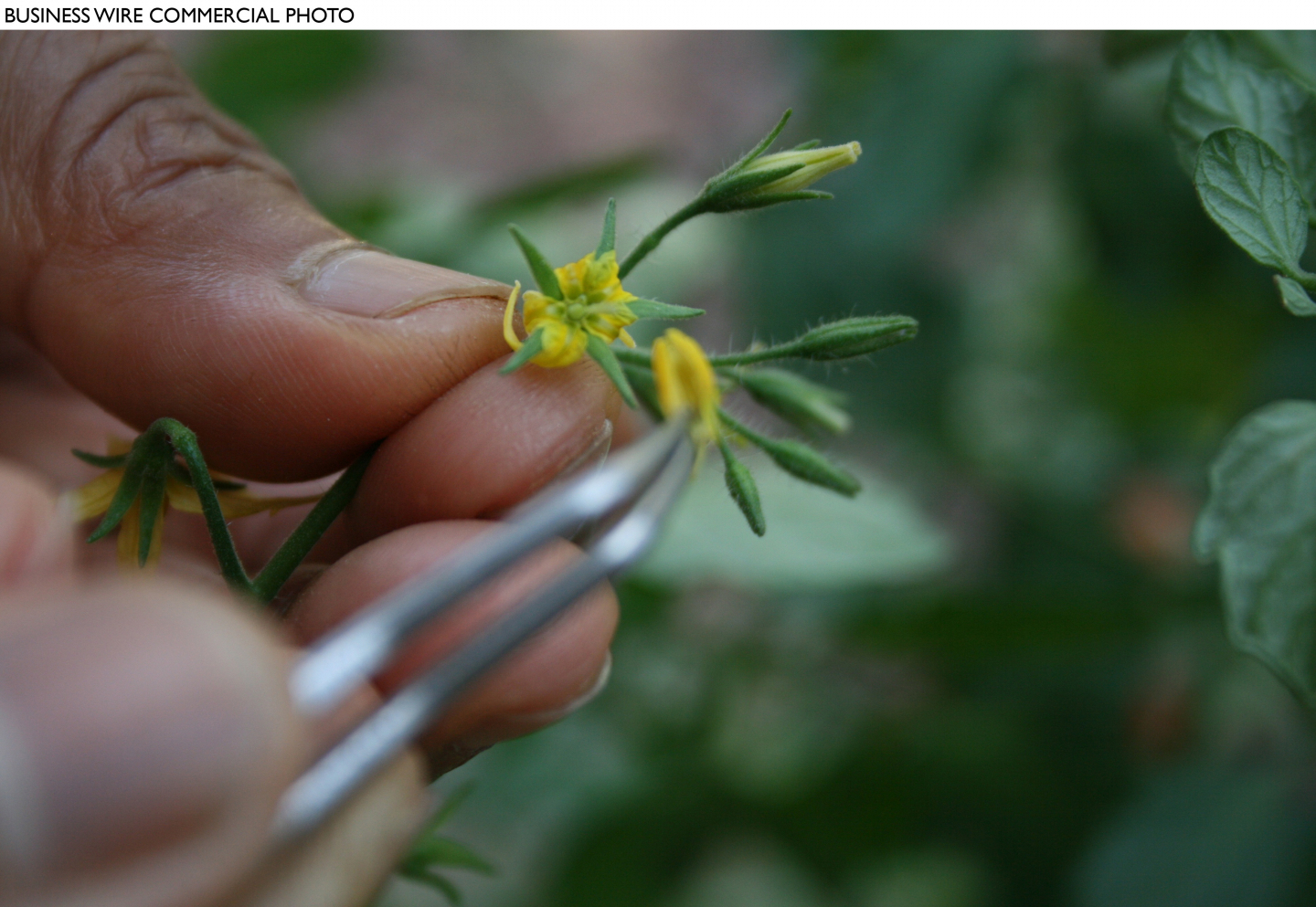 Plant Breeding Discovery Could Pave Way for New Crop Species ...