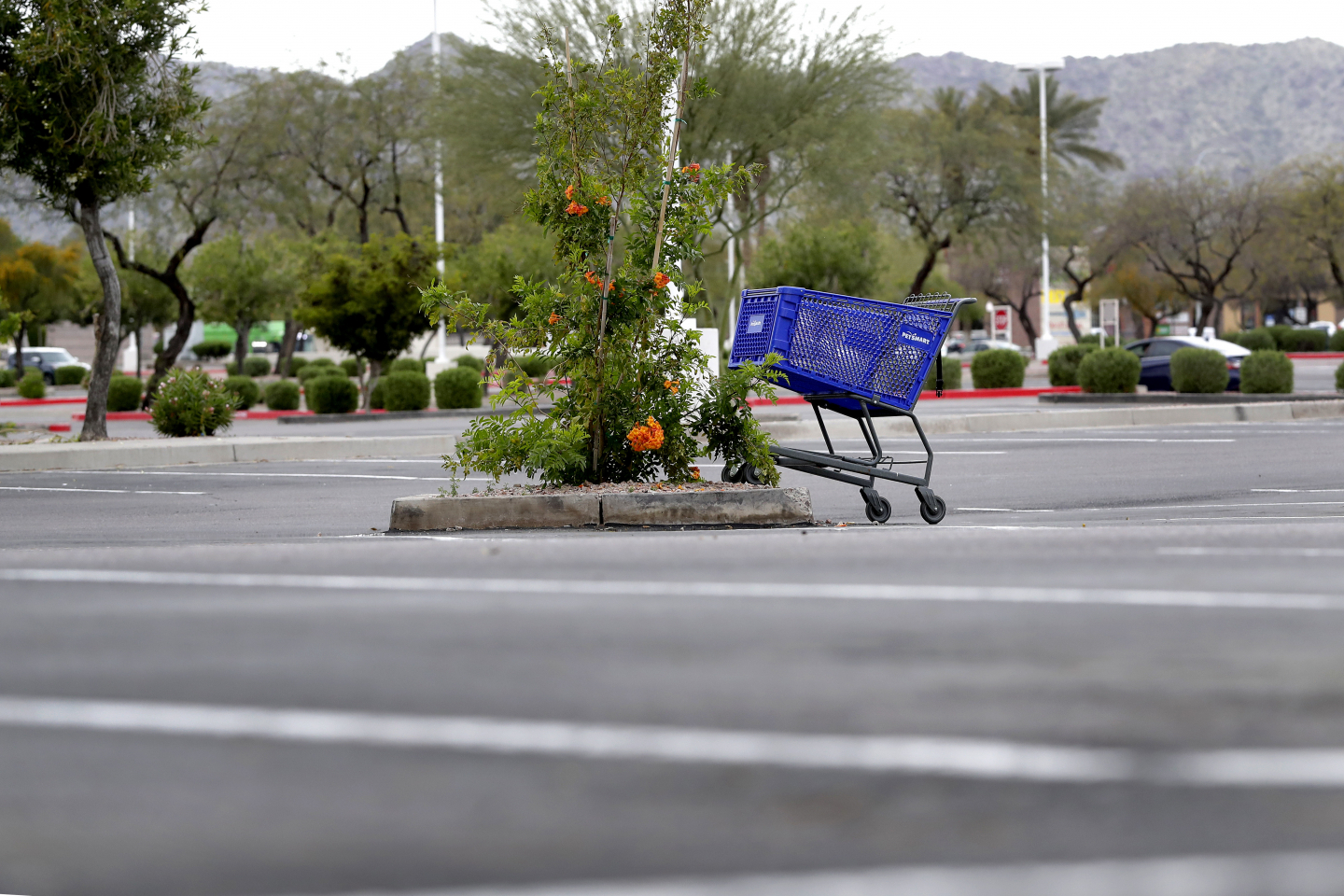 Why Don’t People Return Their Shopping Carts? | RealClearScience