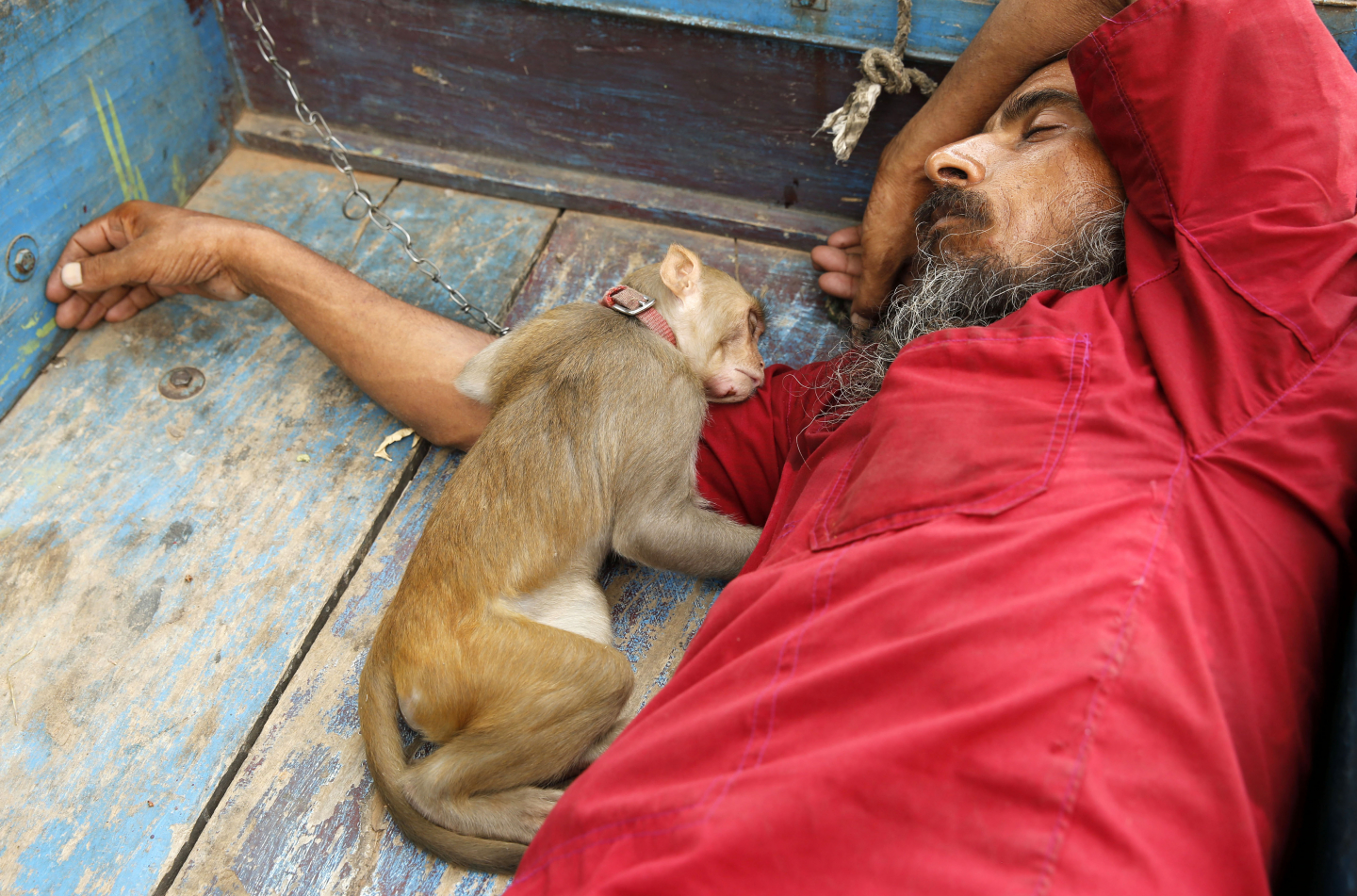 Why Haven't We Domesticated Monkeys? | RealClearScience