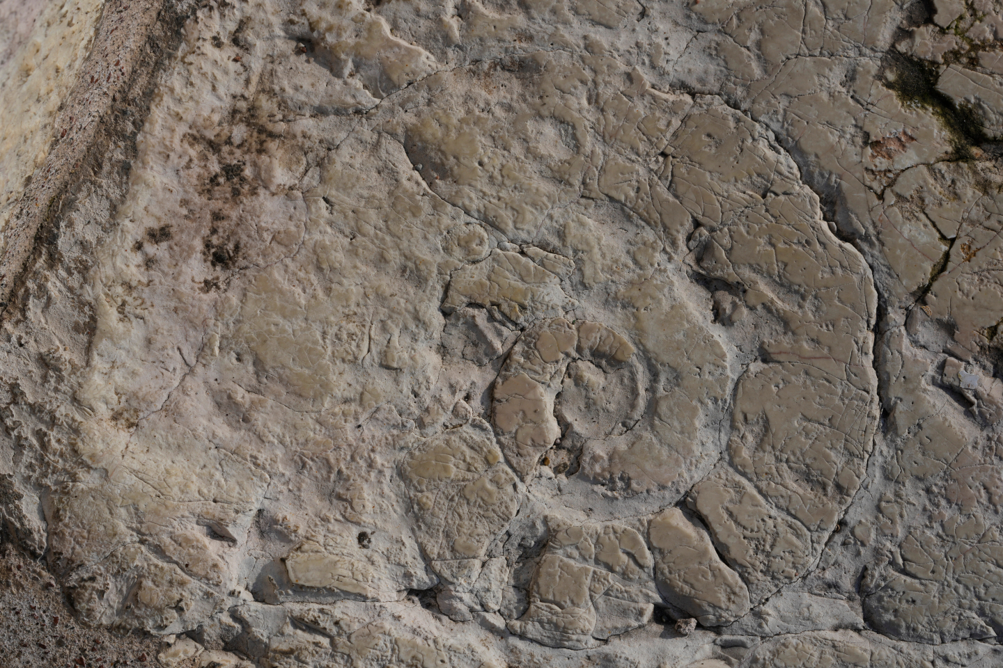 The Coolest Fossils of 2025 | RealClearScience