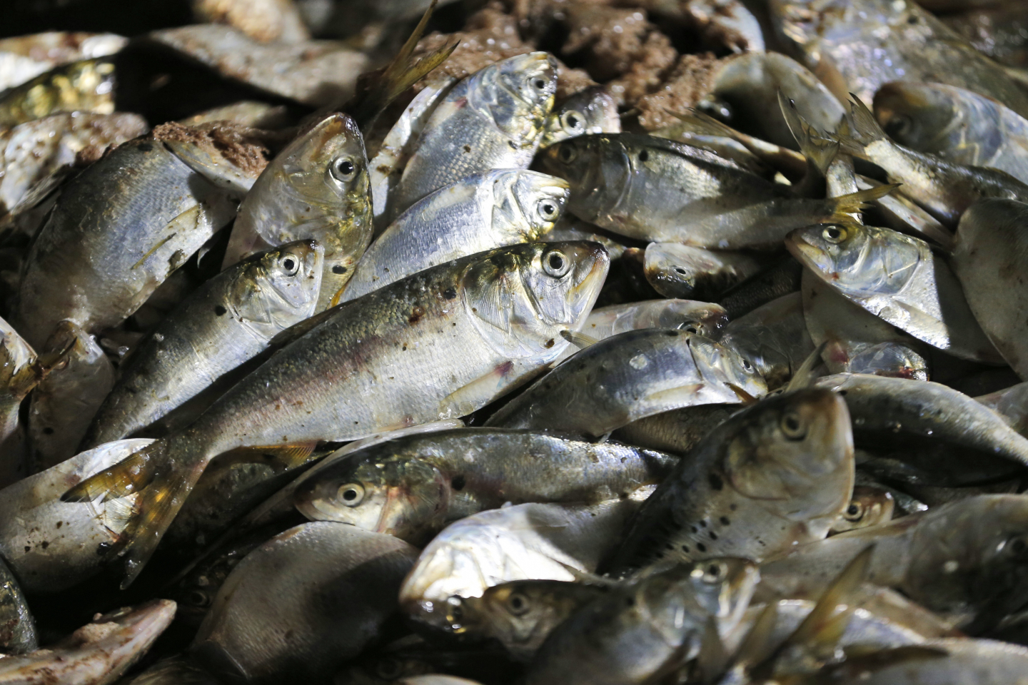 Fishing for the Benefits of Fish Oil Supplements | RealClearScience