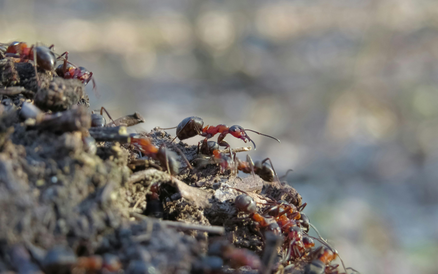 Sick Young Ants Send Out a 'Kill Me' Signal | RealClearScience
