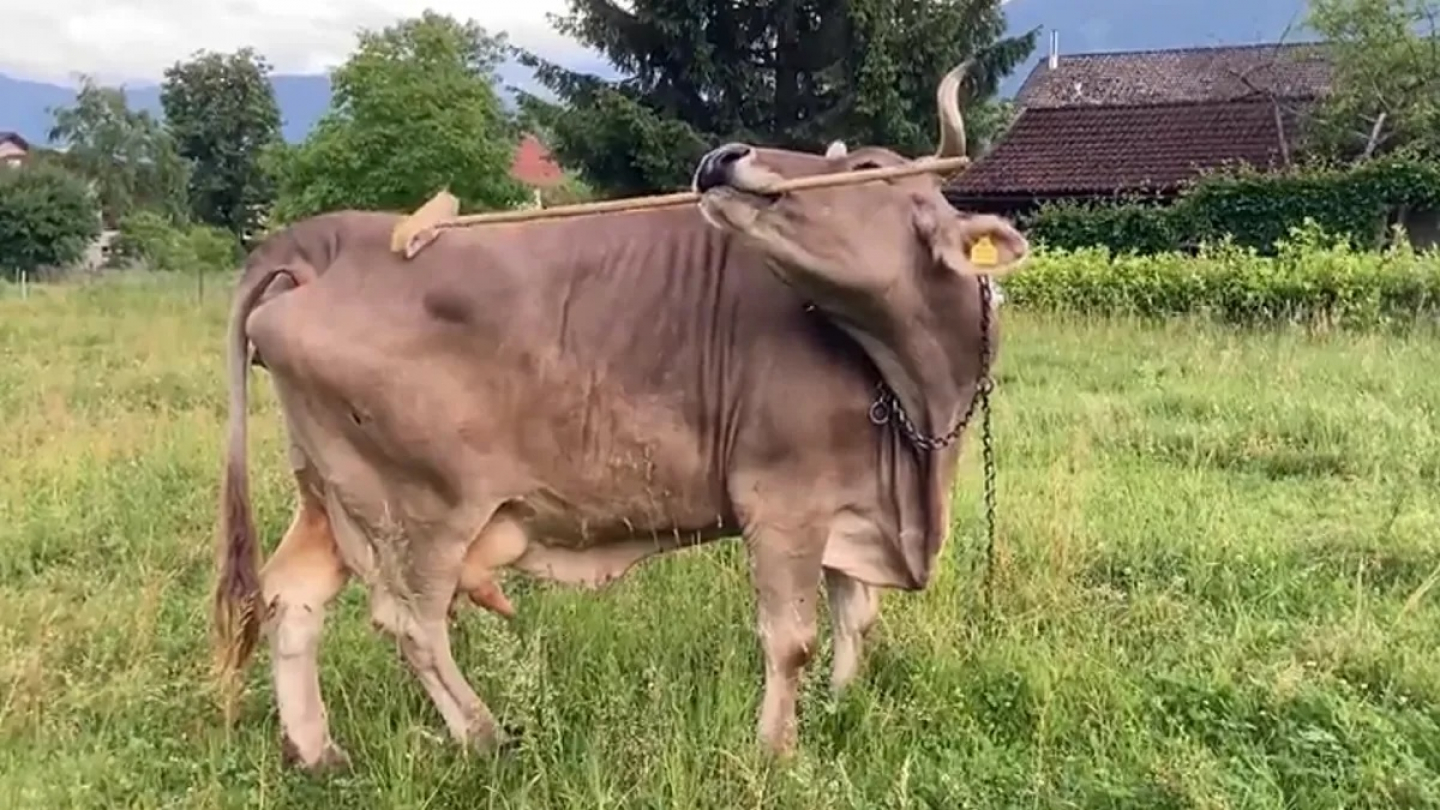 Cow in Austria Provides First Clear Case of Bovine Tool Use ...