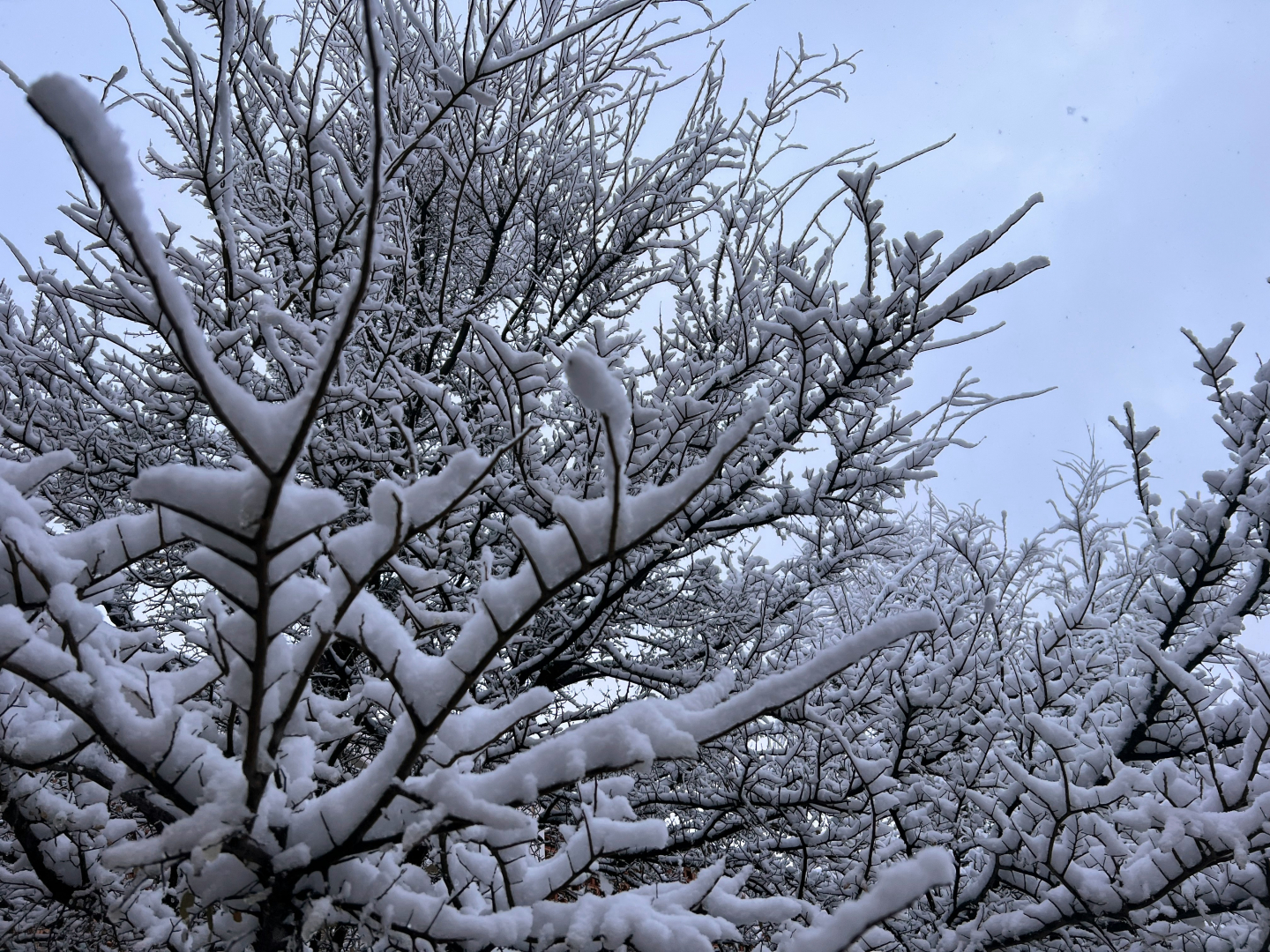 Do Trees Really Explode in Extreme Cold? | RealClearScience
