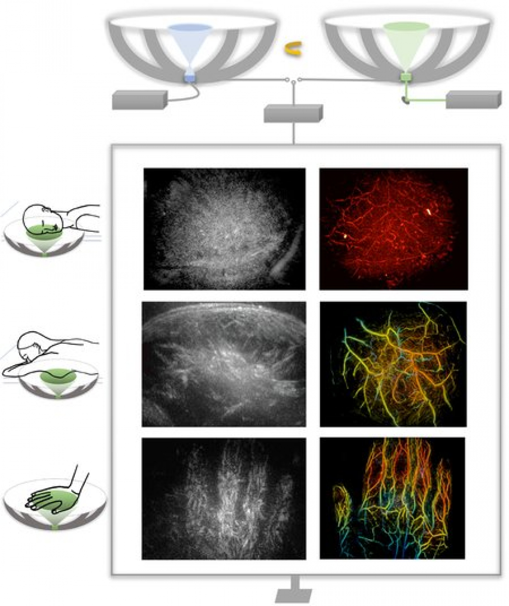 Seeing Inside the Body in Color and 3D | RealClearScience